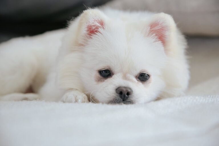 Smallest Dog Breeds: Teacup and Toy Puppy Breeds - PuppyFinder Magazine